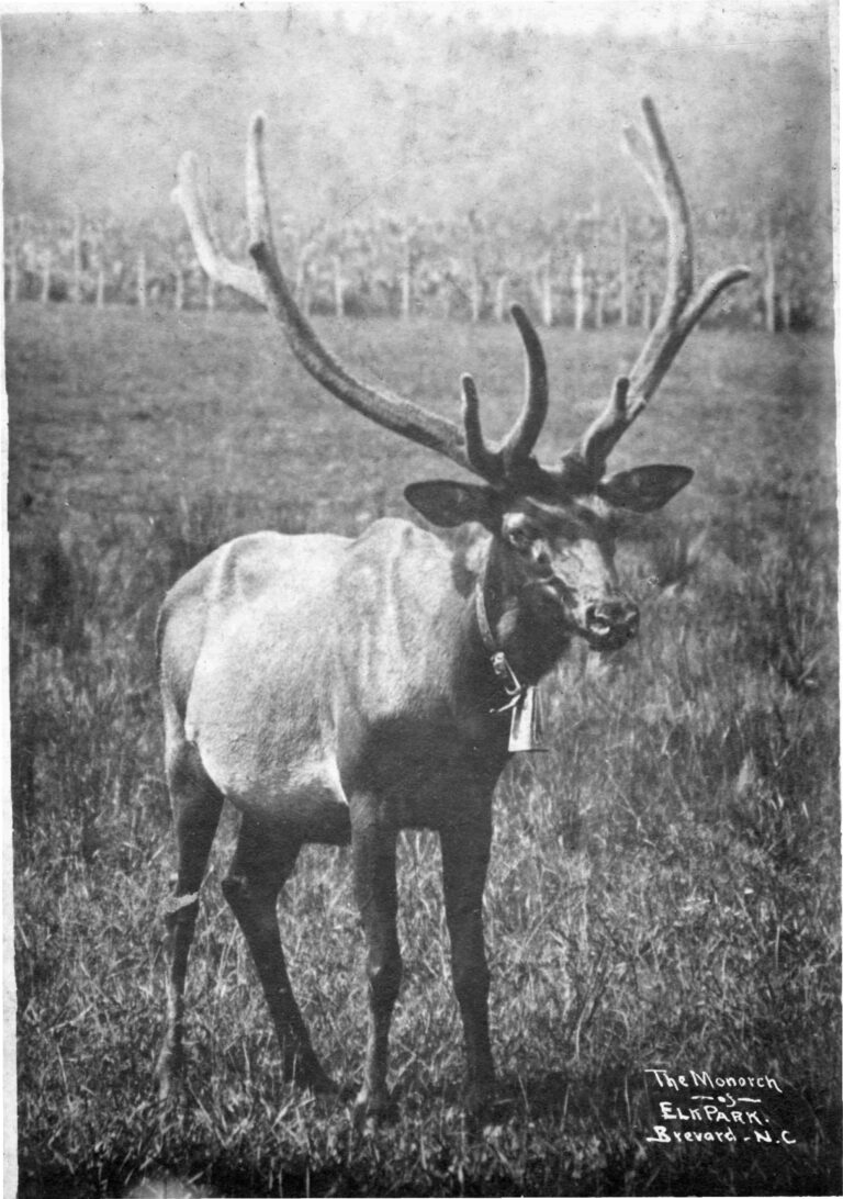 The Monarch of Elk Park - Transylvania County Library