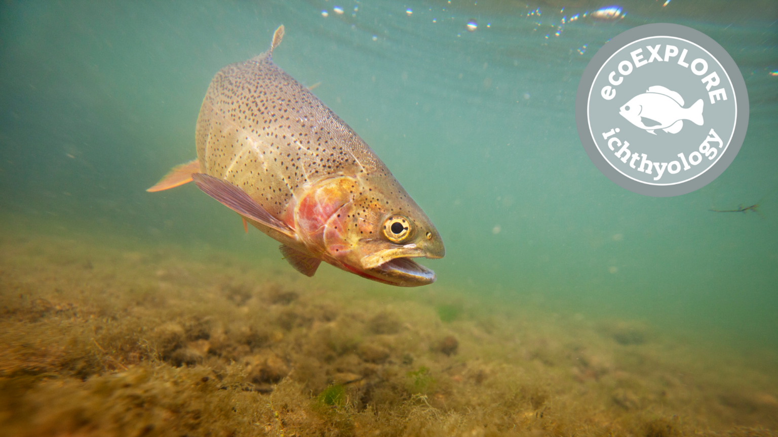 Featured Events - Transylvania County Library