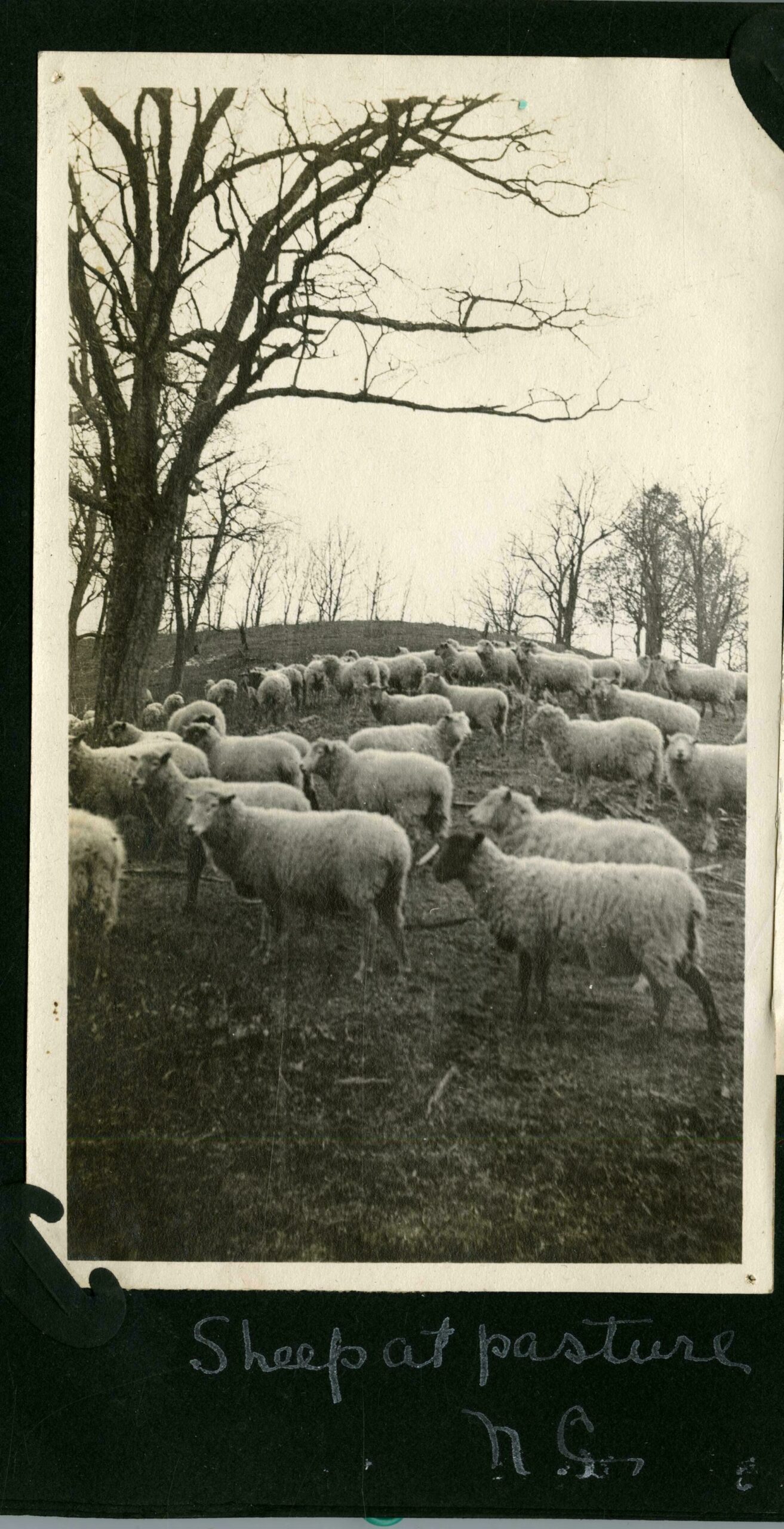 Pasture & Livestock as Appalachian Foodways - Transylvania County Library